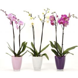 Orhideea Phalaenopsis 2 tije - Accesorii Nunta | First Event