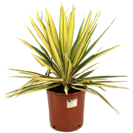 Yucca de gradina - Yucca Filamentosa - Accesorii Nunta | First Event